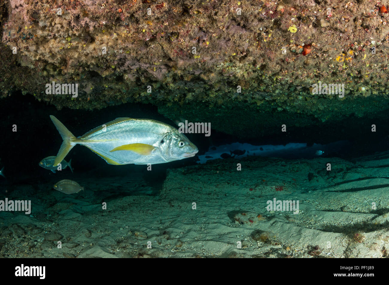 White trevally, Pseudocaranx dentex, La Graciosa, Canary Islands, Spain ...