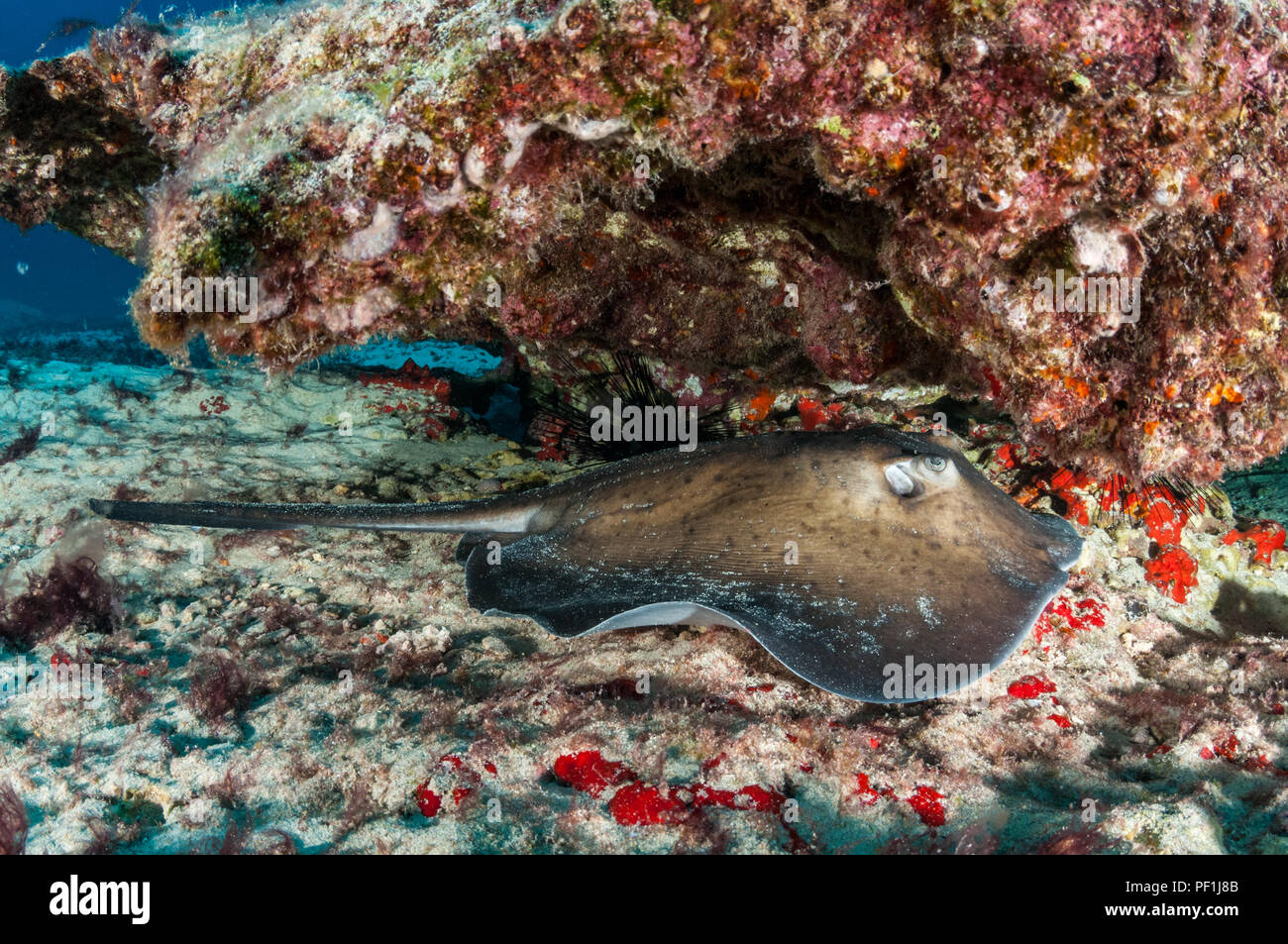 Atlantic stingrays hi-res stock photography and images - Alamy