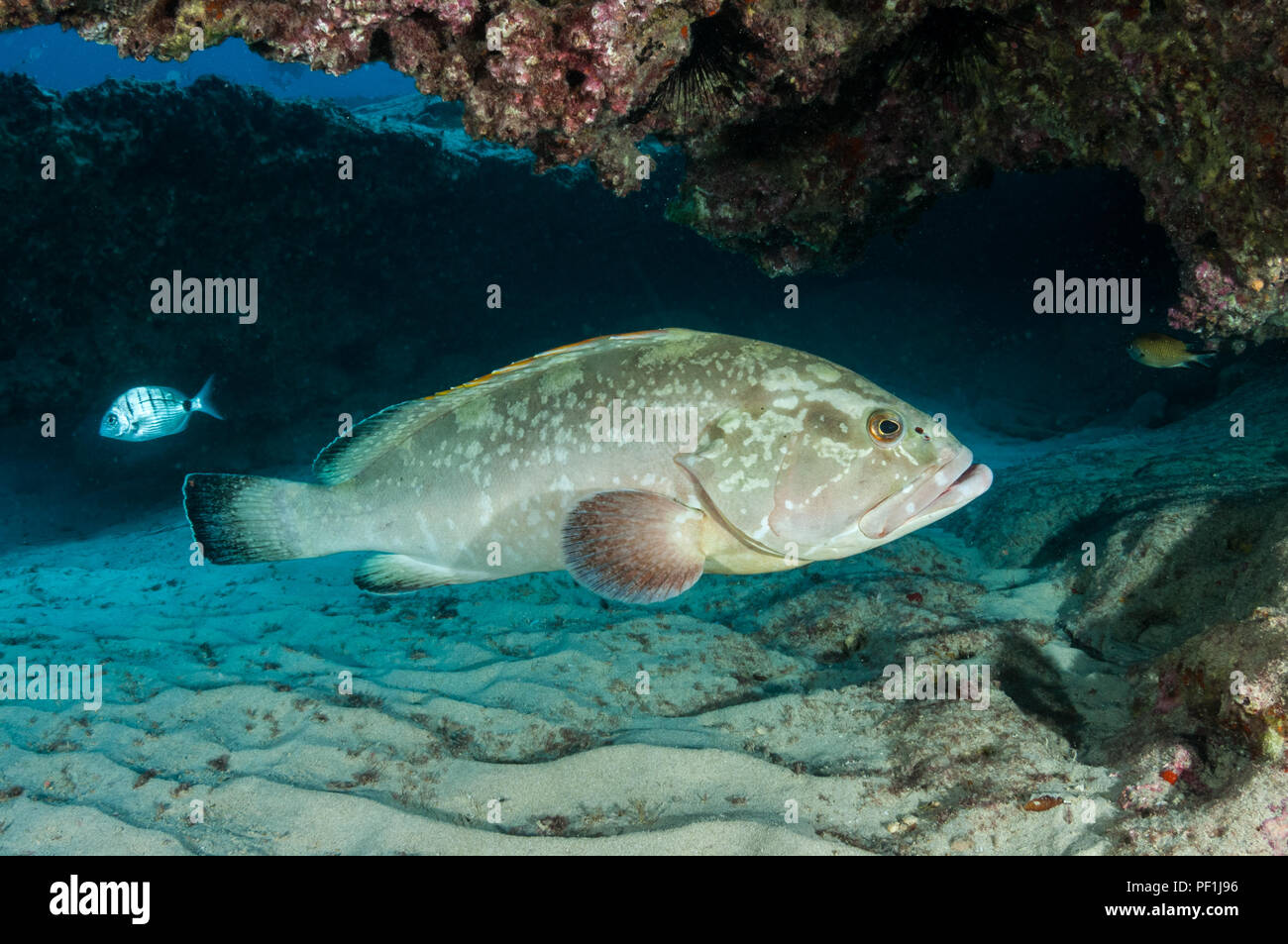 Lanzarote fish canary islands hi-res stock photography and images - Alamy