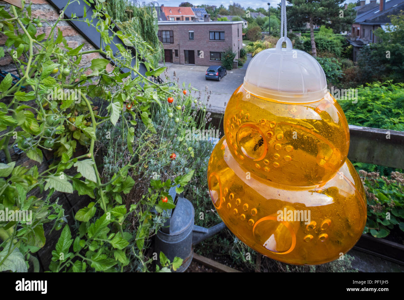 Plastic outdoor wasp trap on balcony for attracting, trapping and ...