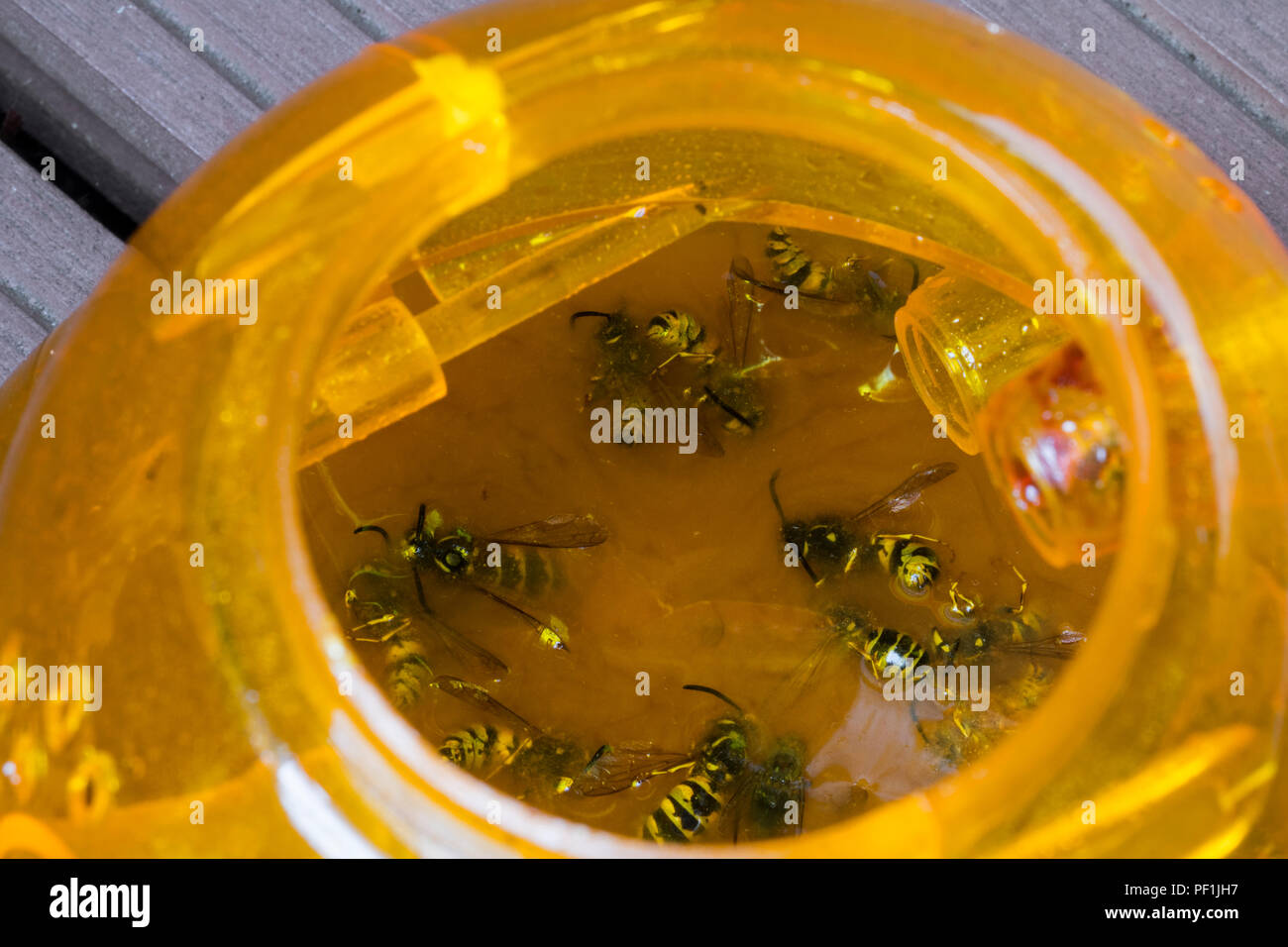 Killed / drowned wasps inside plastic outdoor wasp trap for attracting ...