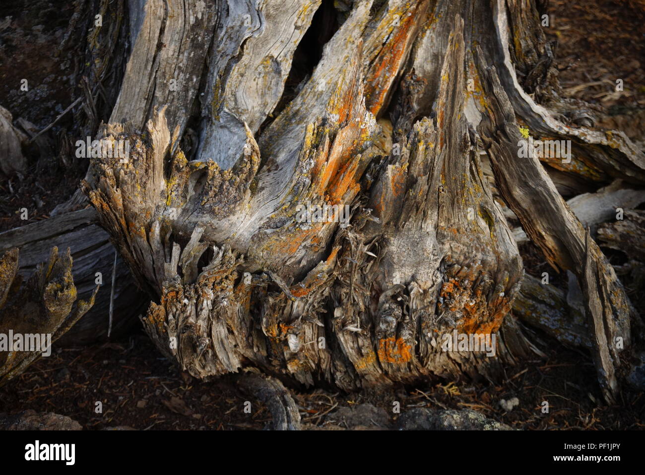 Juniper tree bark Stock Photo - Alamy