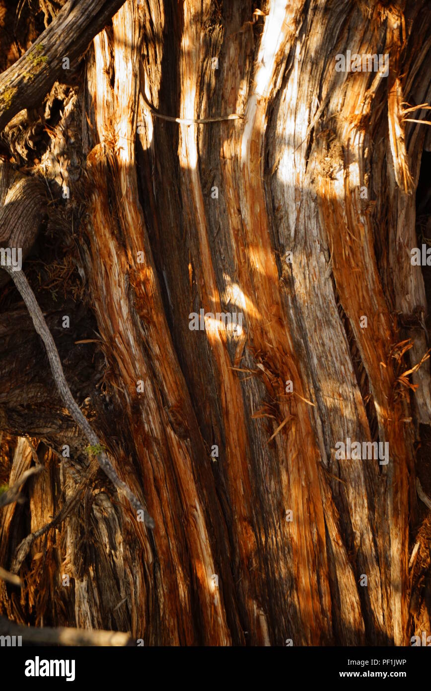 Juniper tree bark Stock Photo - Alamy