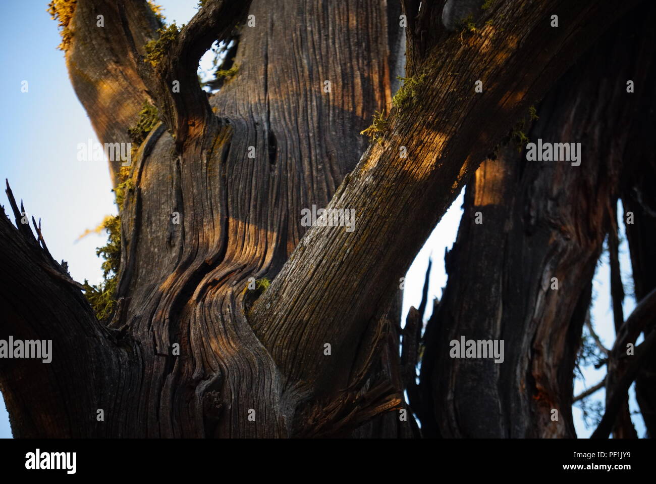 Juniper tree bark hi-res stock photography and images - Alamy