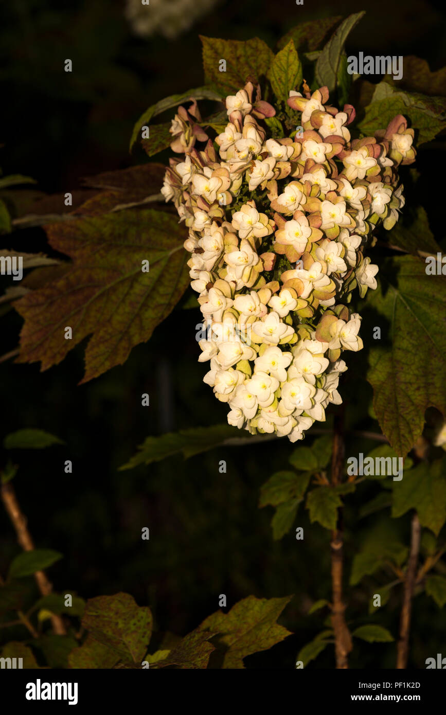 Oak-leaved Hydrangea (Hydrangea quercifolia Stock Photo - Alamy