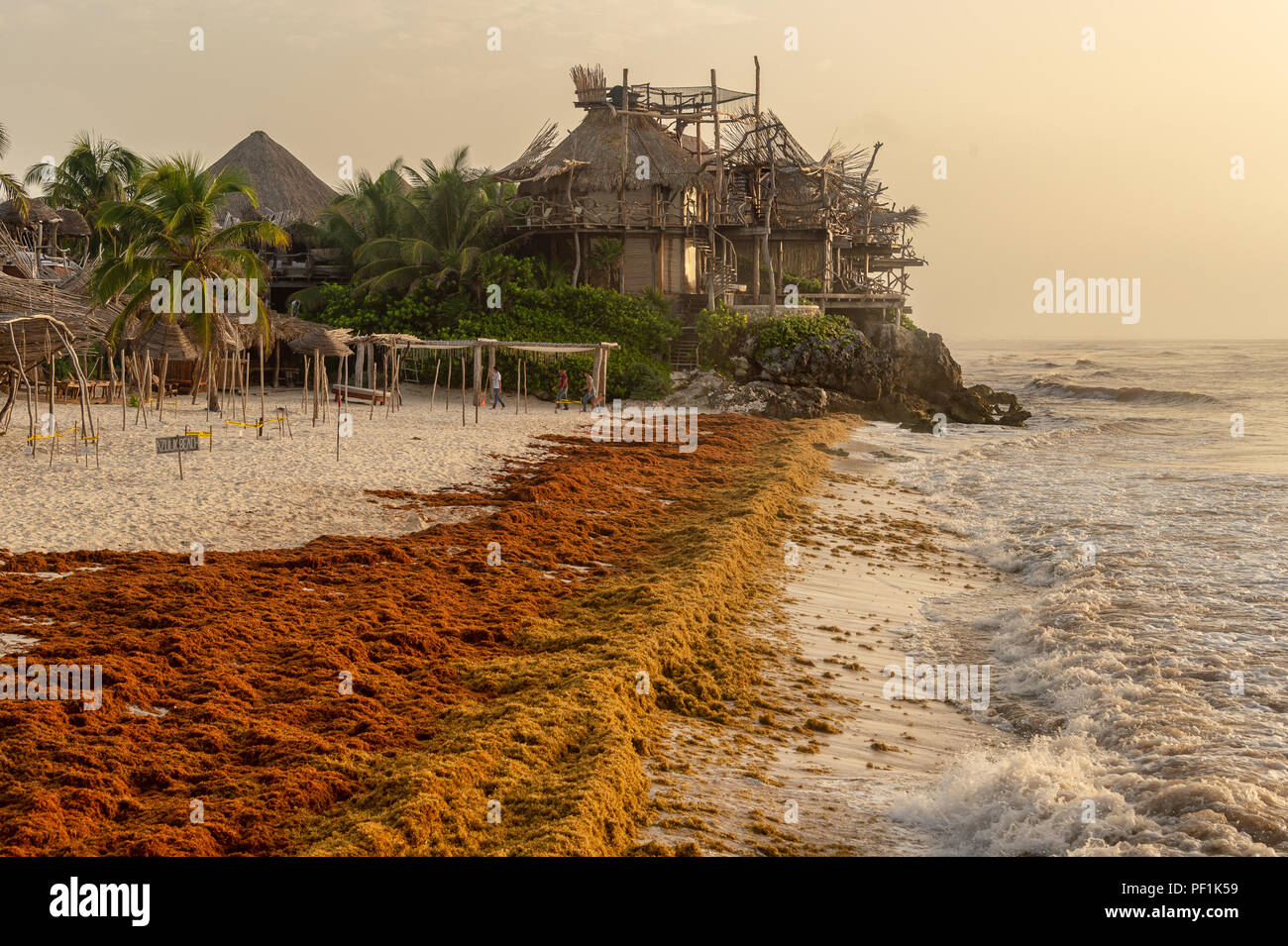 Tulum, Mexico - 11 August 2018: A man is cleaning Sargassum seaweed ...