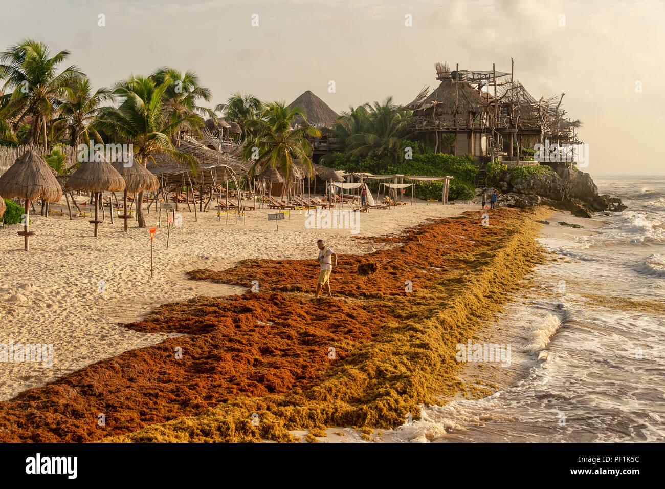 Tulum, Mexico - 11 August 2018: A man is cleaning Sargassum seaweed ...