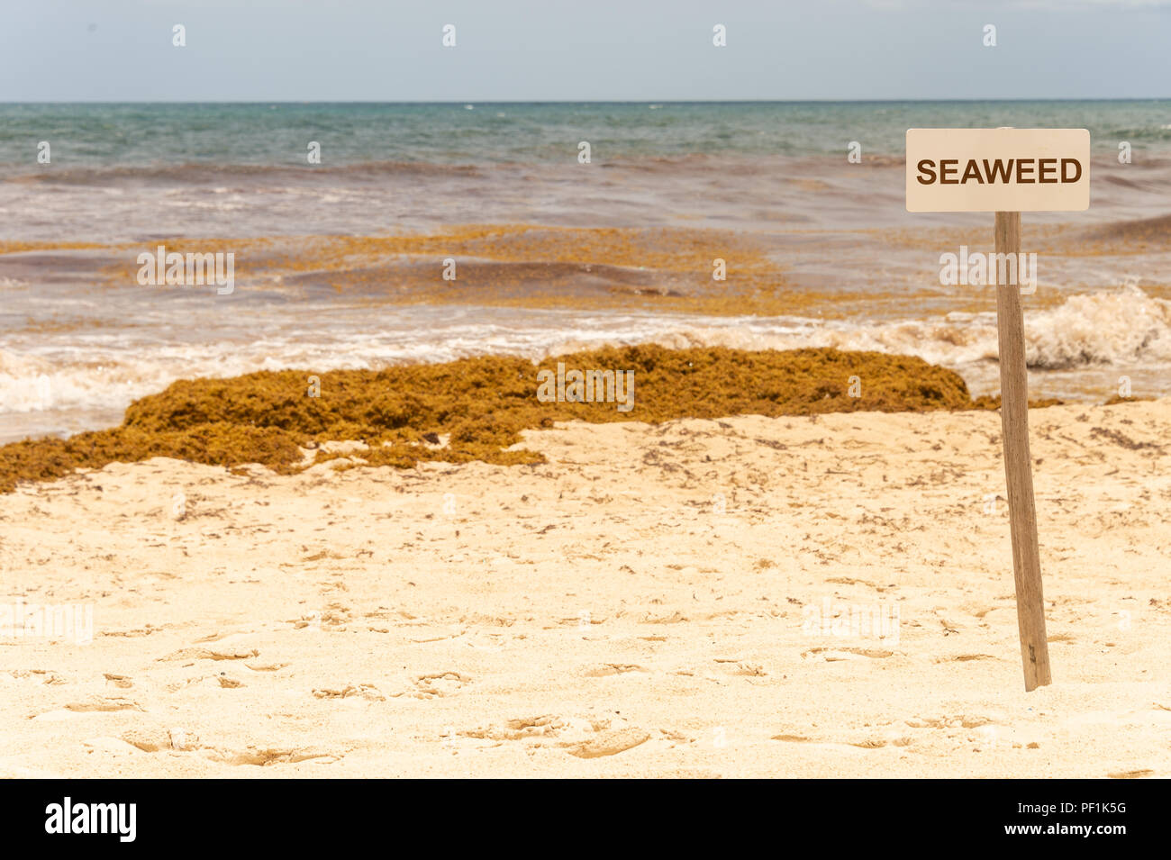 Seaweed sign and patches of Sargassum seaweed on a Tulum beach in ...
