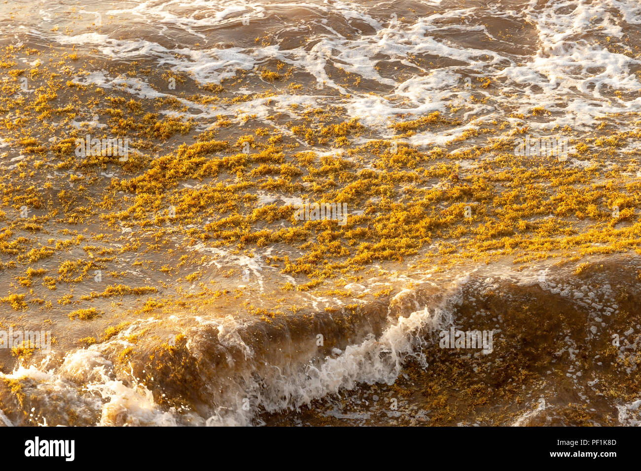 Floating sargassum seaweed atlantic hi-res stock photography and images ...