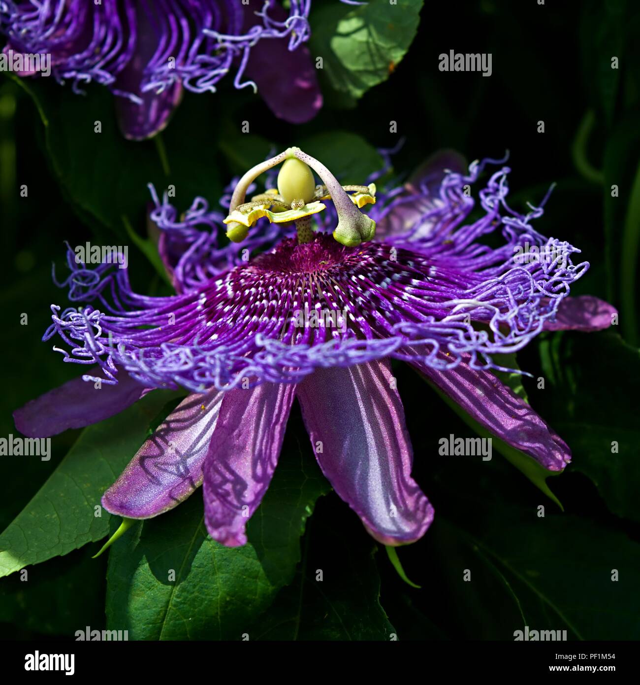Alien Plants Stock Photos & Alien Plants Stock Images - Alamy