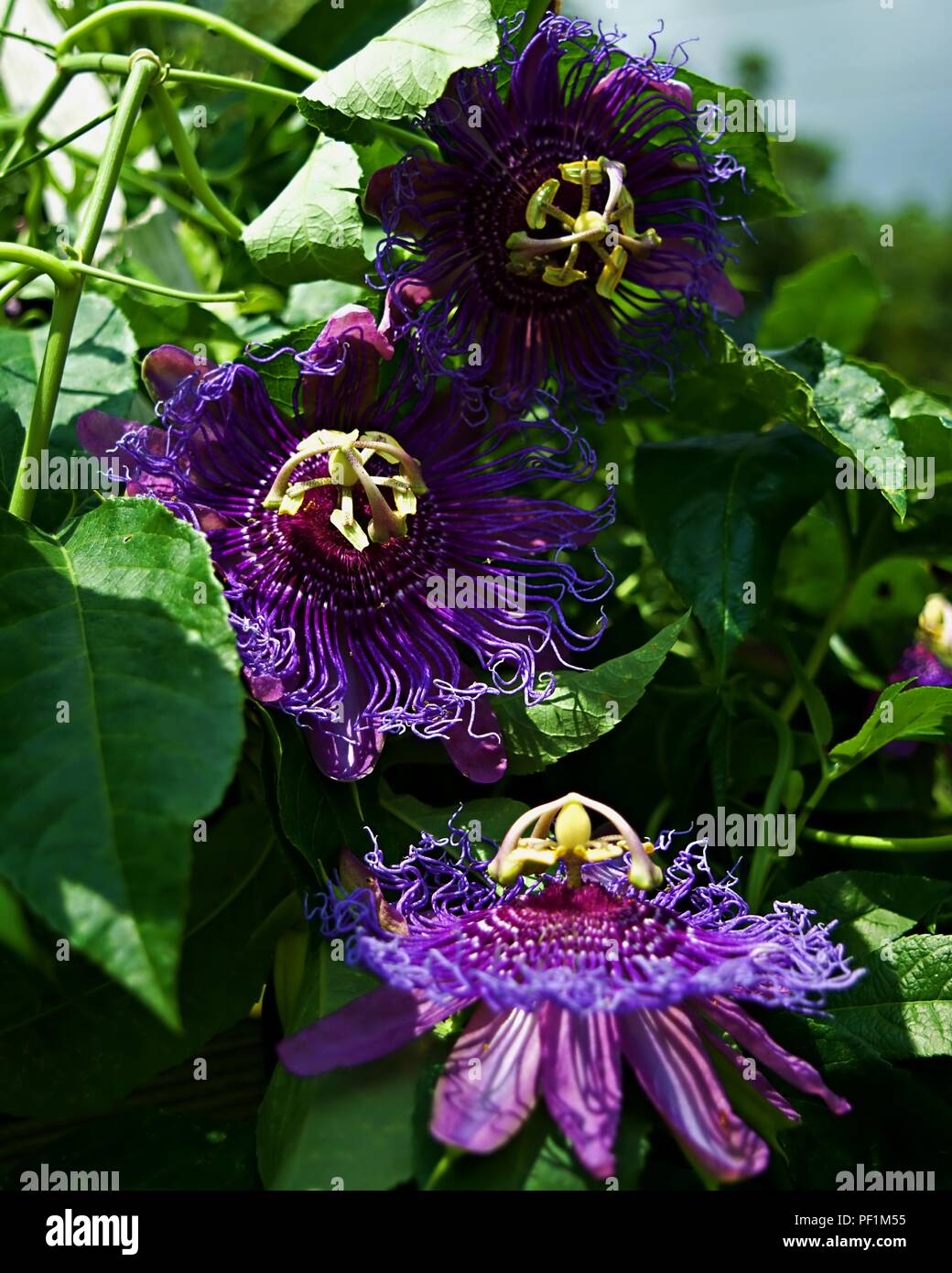 Three Alien Purple Flowers Stock Photo - Alamy