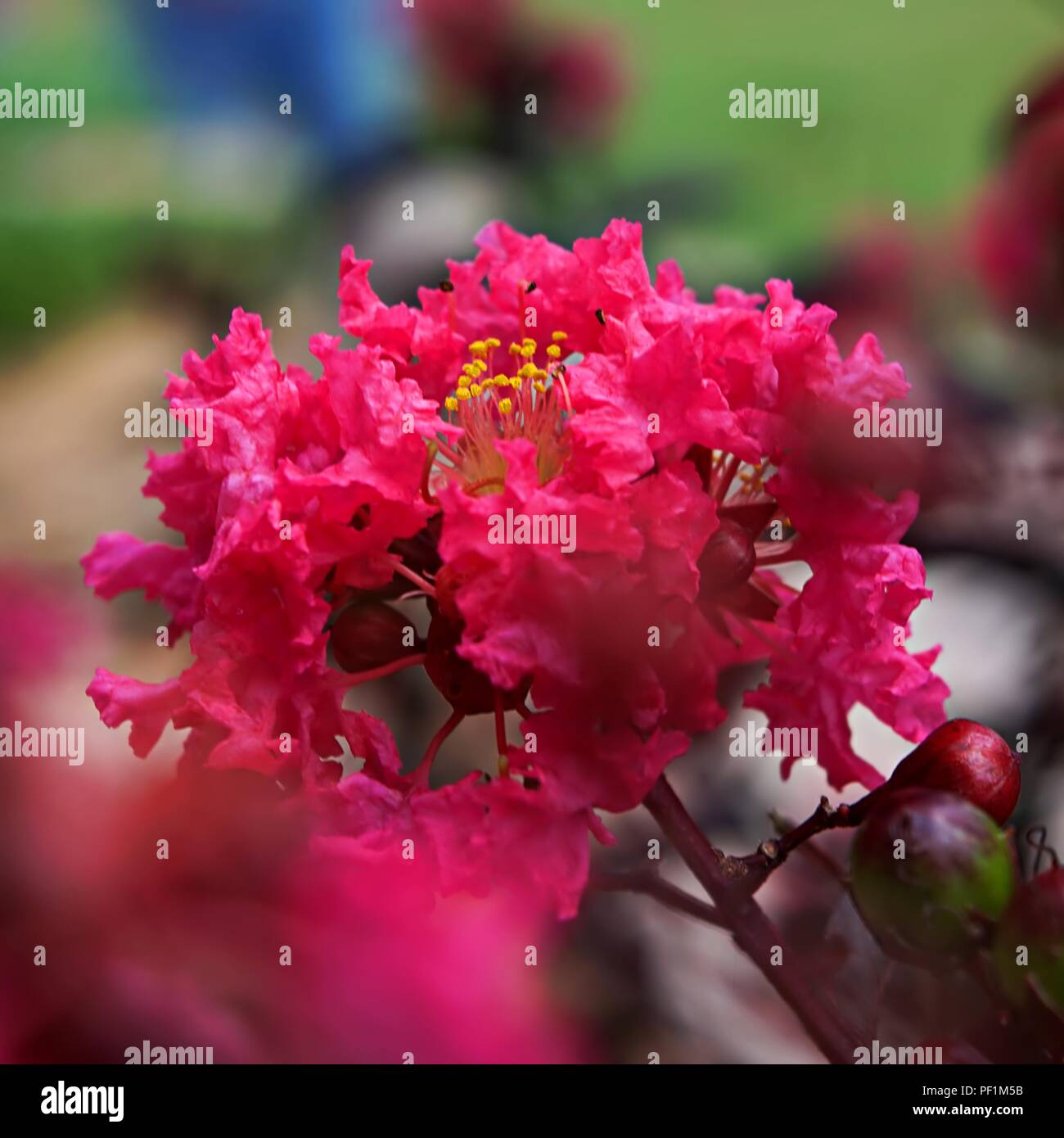 Vibrant Pink Flowers Stock Photo - Alamy