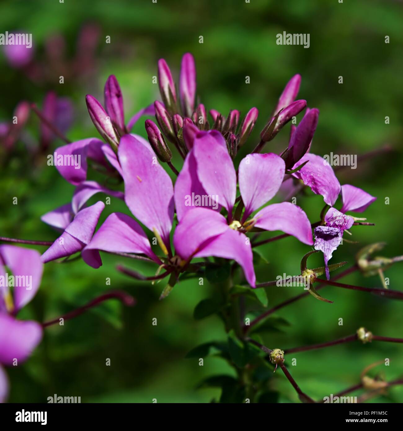Light Purple Flowers Stock Photo - Alamy