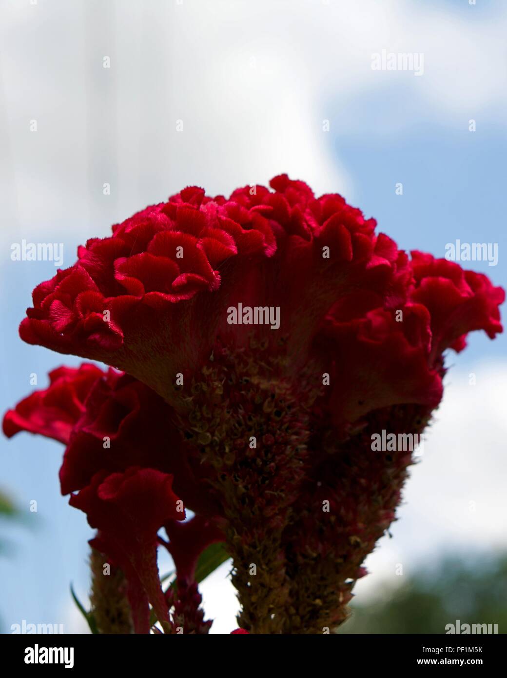 Bushel of flowers hi-res stock photography and images - Alamy