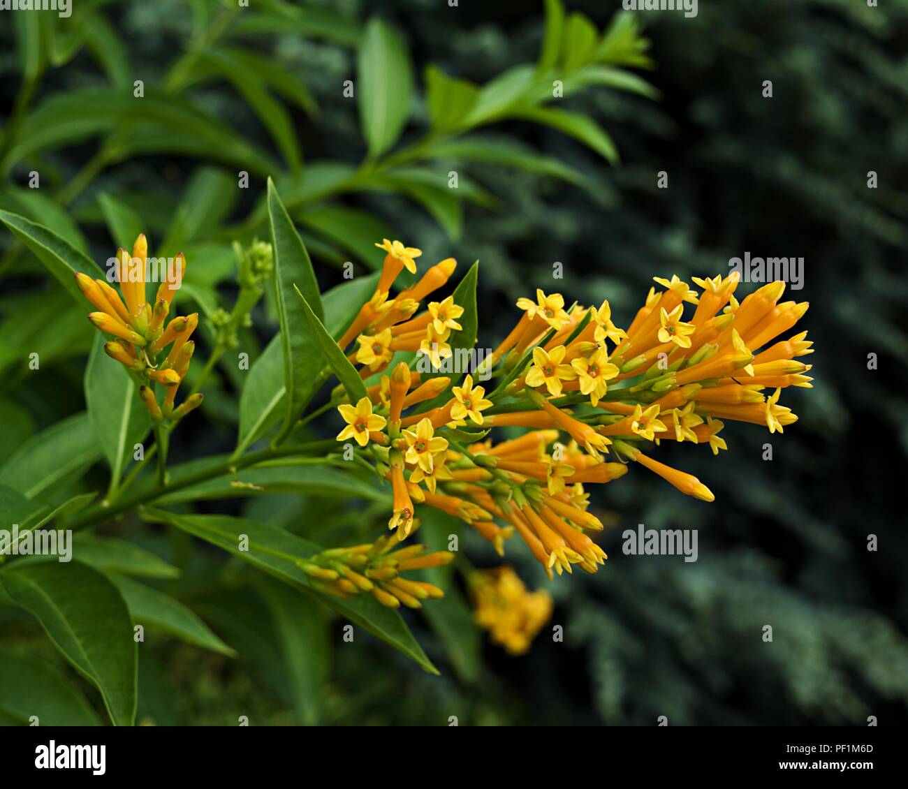 Bushel of flowers hi-res stock photography and images - Alamy