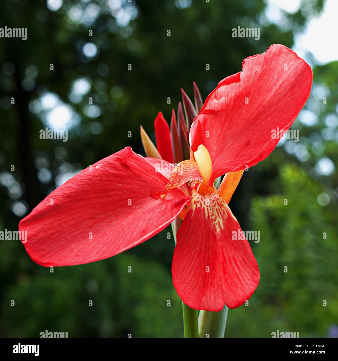 Three Orange and Yellow Pedals Stock Photo - Alamy