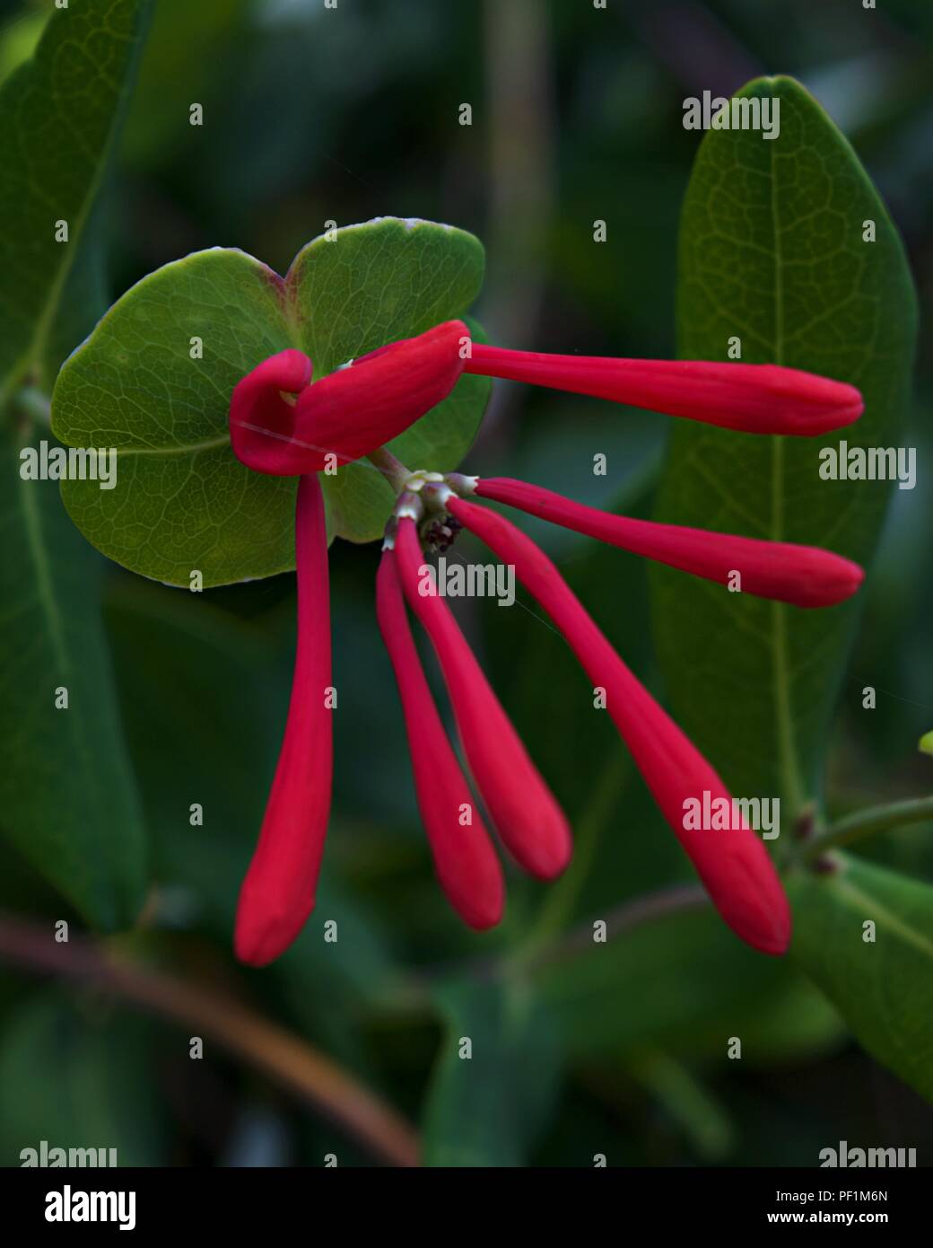 White flower pedal hi-res stock photography and images - Alamy