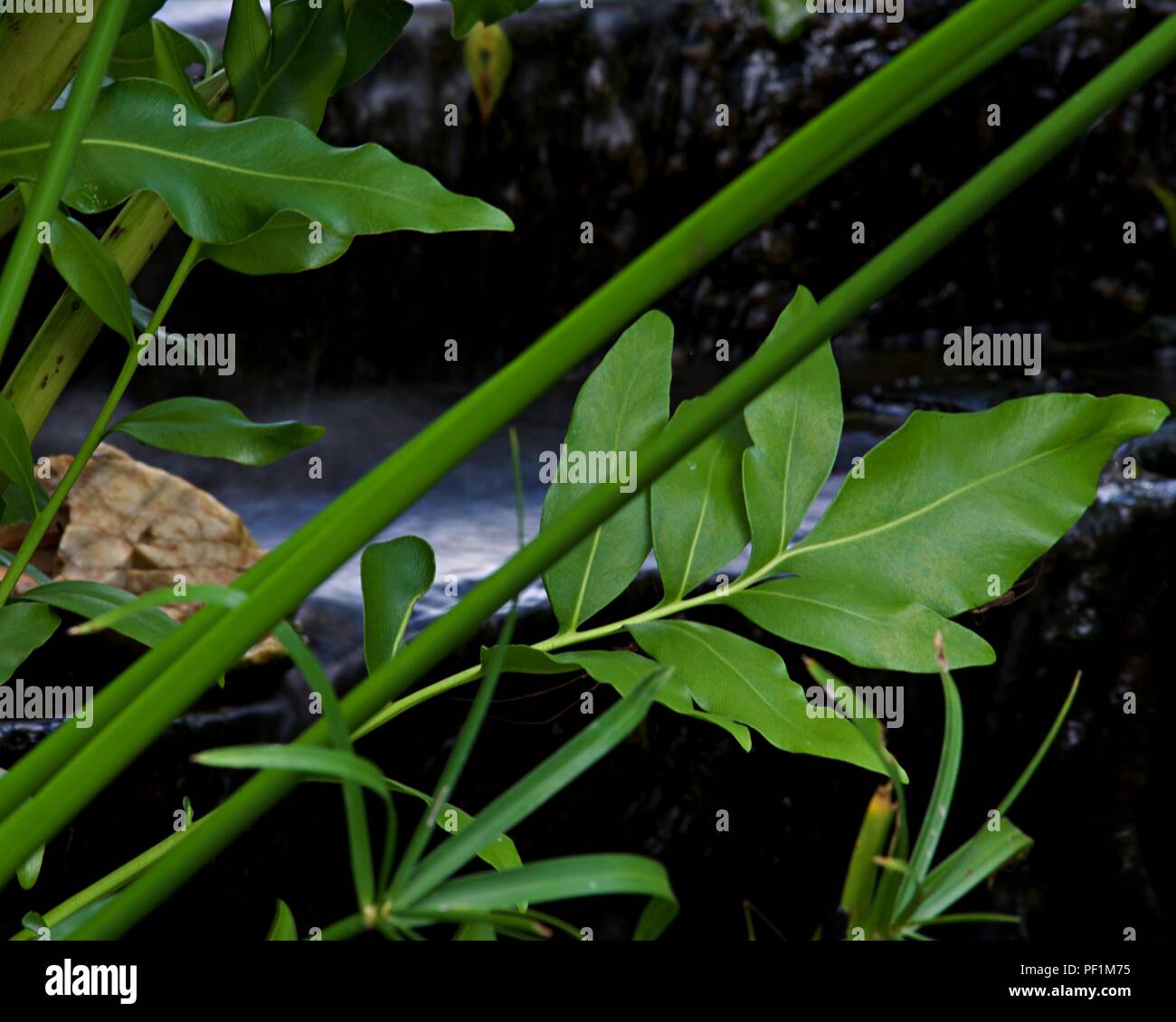 Leaves in Front of Waterfall Stock Photo - Alamy