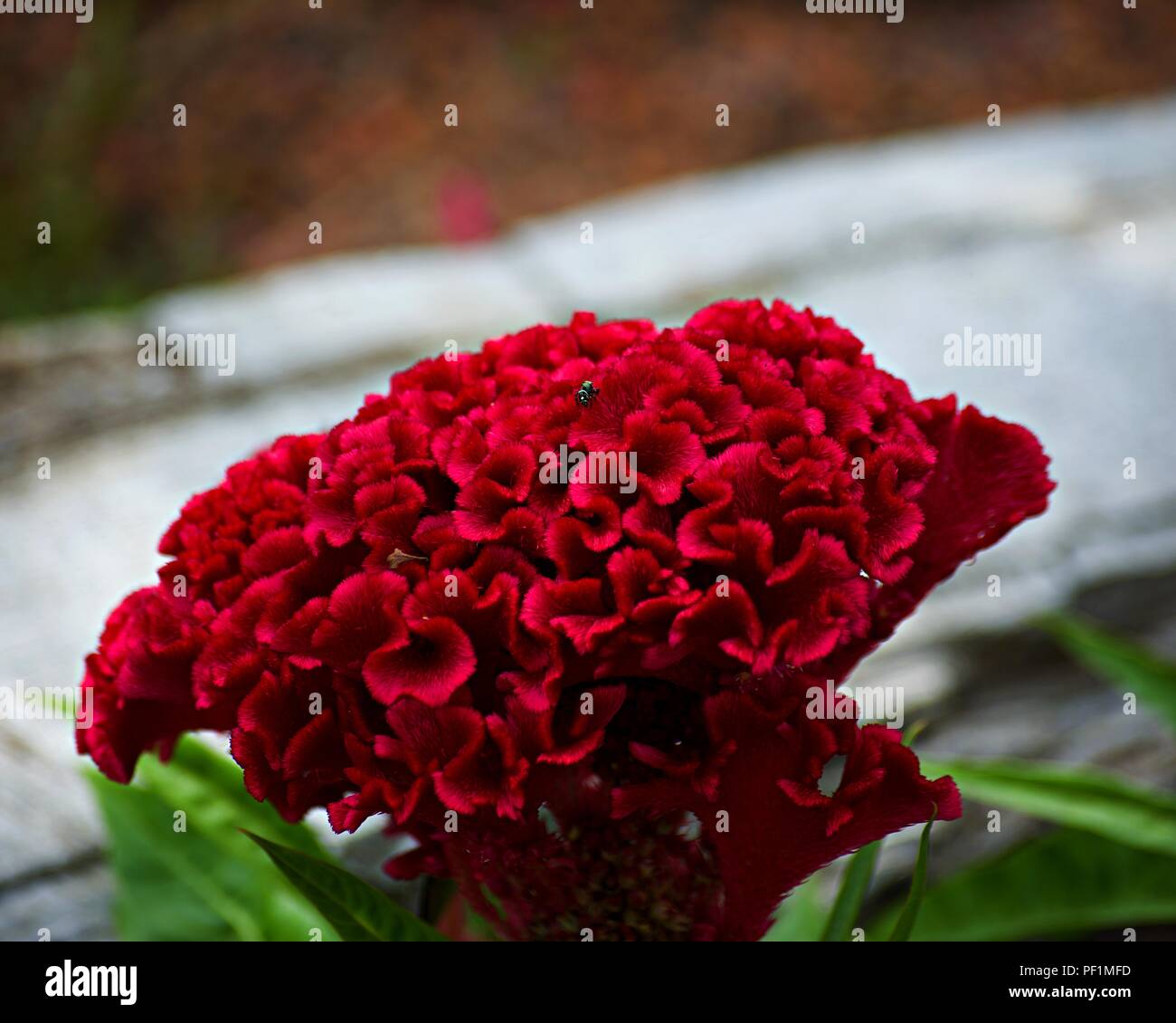 Bright pedals hi-res stock photography and images - Alamy