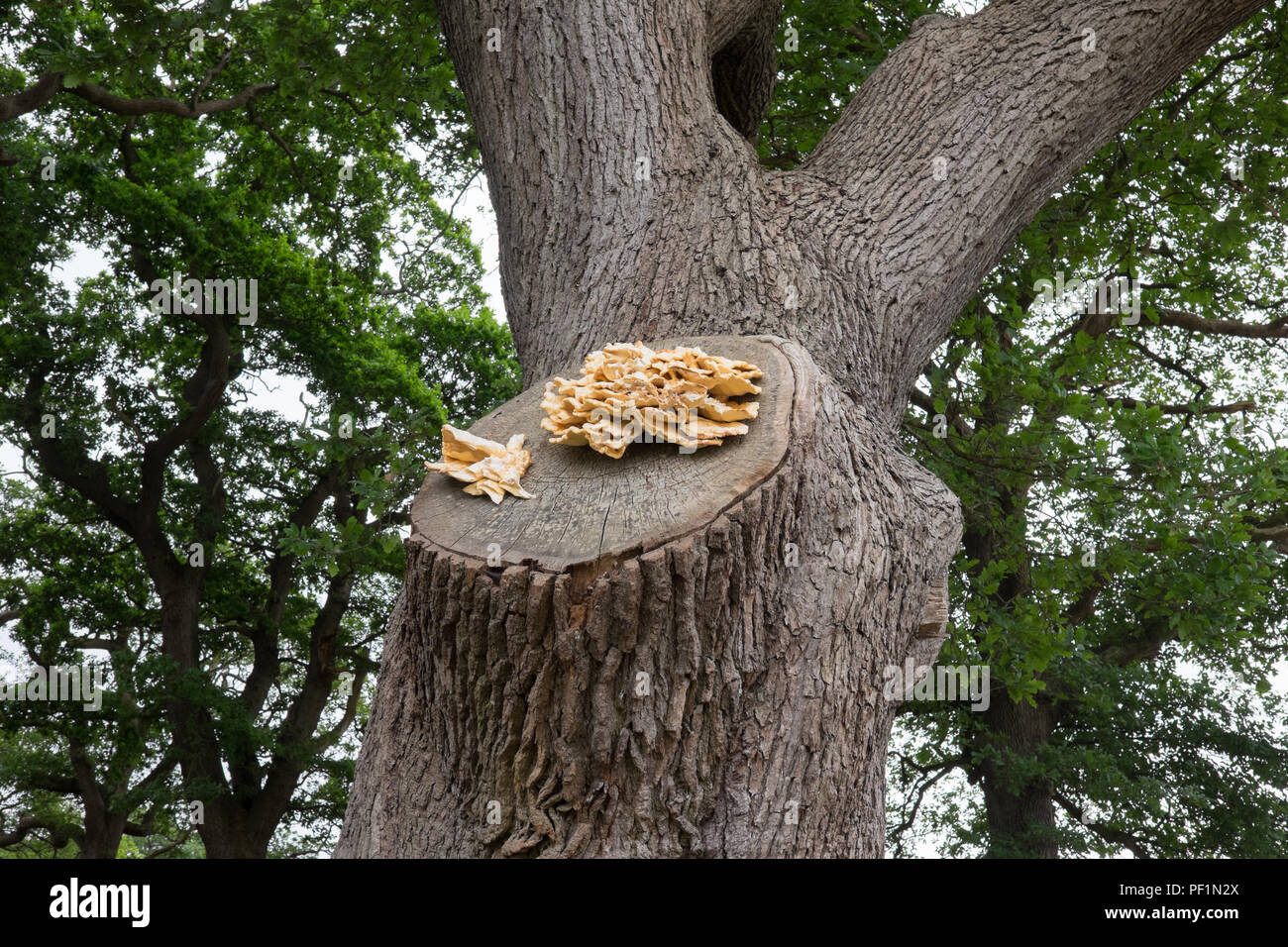 Tree fungus on a cut branch Stock Photo - Alamy