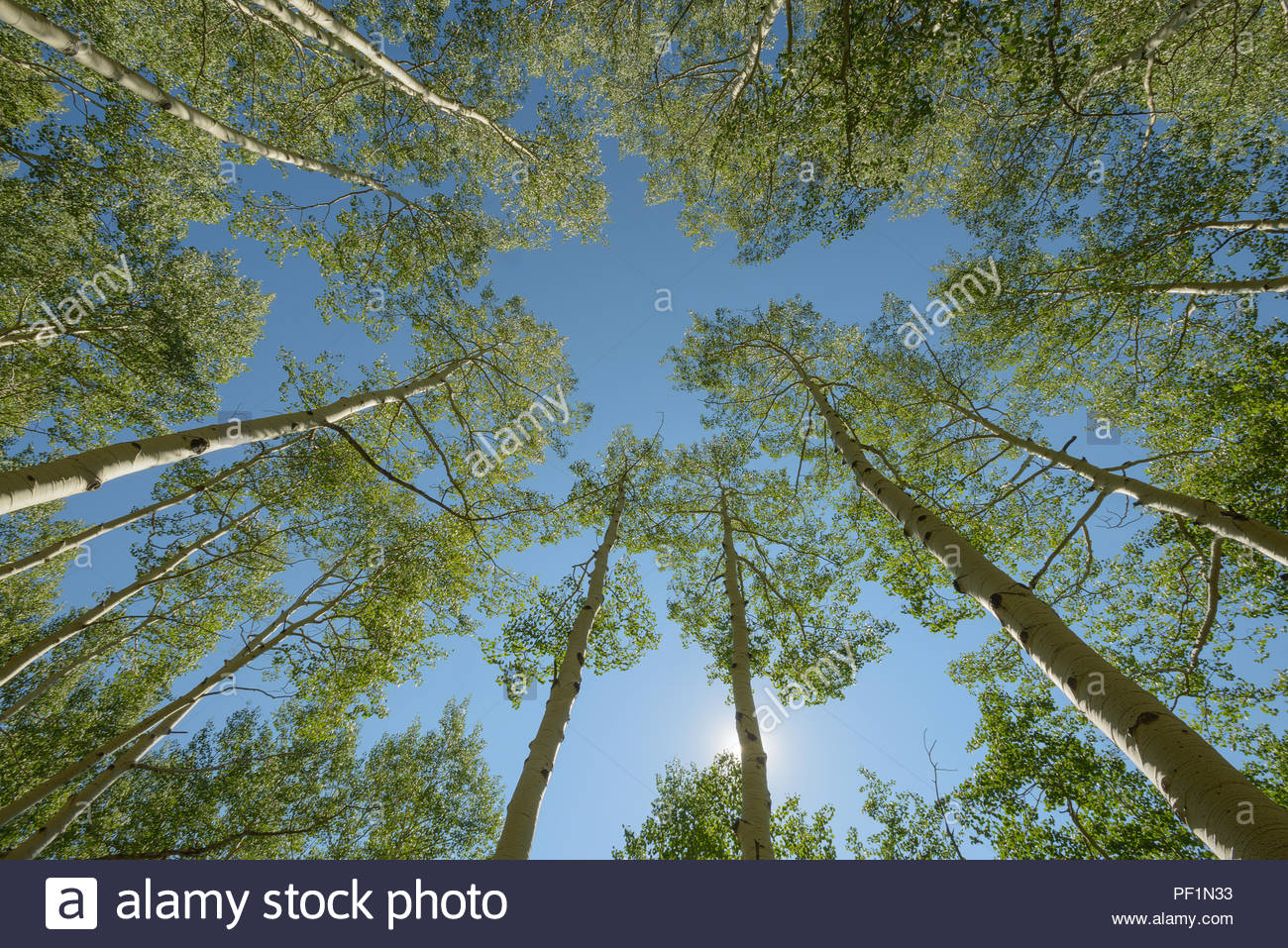 Looking Up Sky Through Trees Stock Photos & Looking Up Sky Through ...