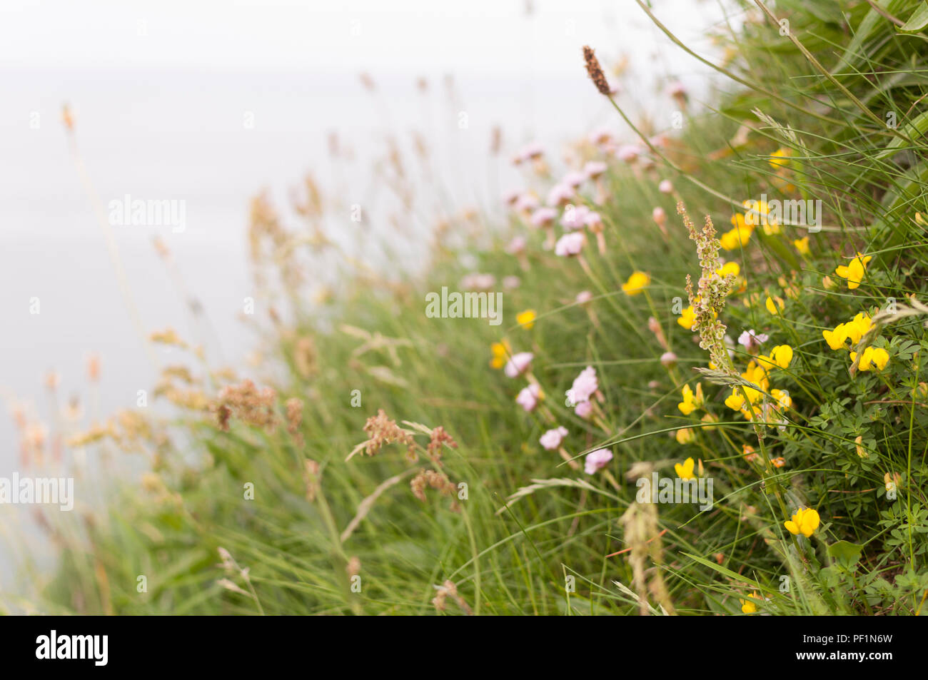 wildflowers growing in green grass Stock Photo - Alamy