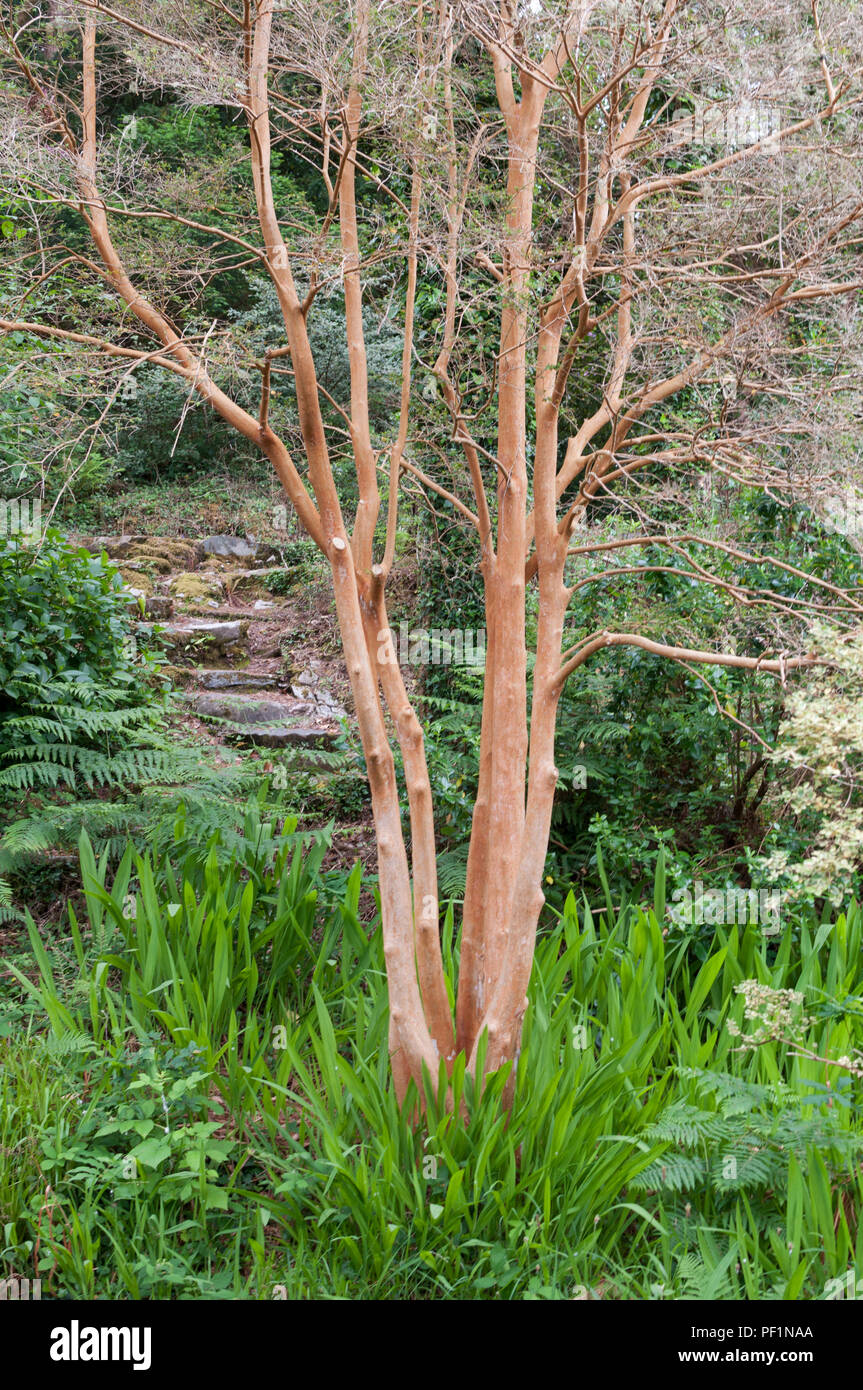 Barkless tree hi-res stock photography and images - Alamy