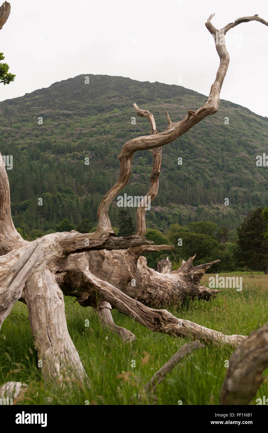 Fallen tree with hill in background Stock Photo - Alamy
