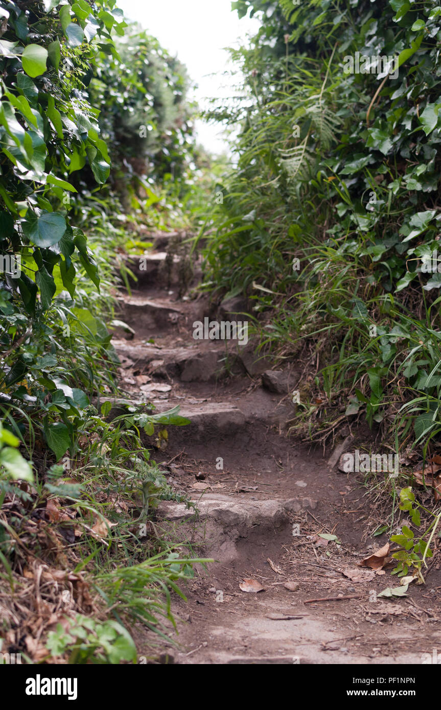 hiking trail steps through overgrowth Stock Photo - Alamy