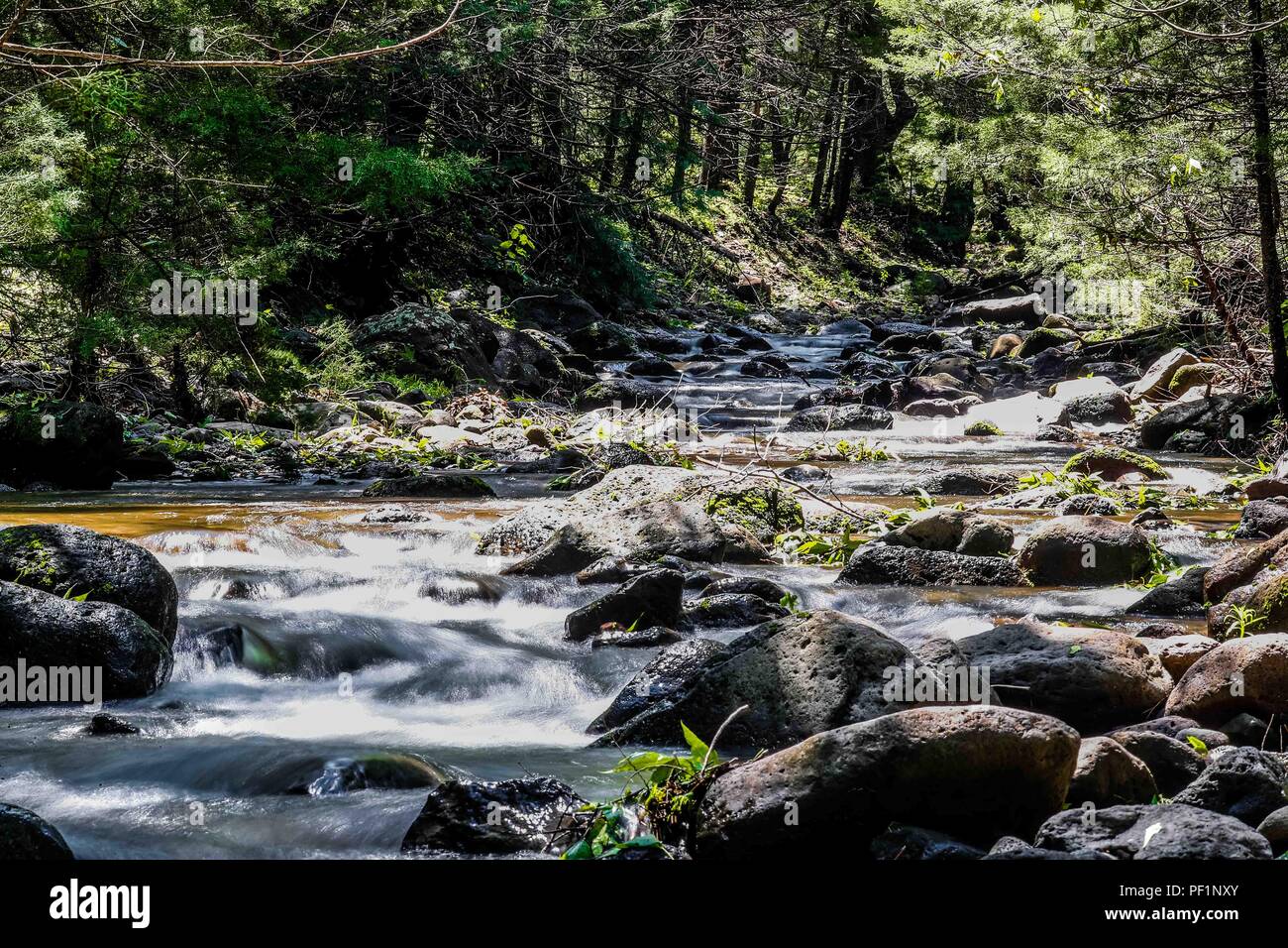 flujo de agua de arroyo La Cueva De Tres Ríos, Sonora, Mexico...Bosque ...