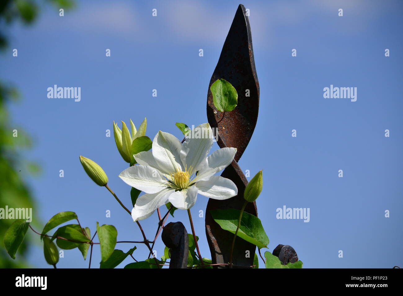 Large white clematis hi-res stock photography and images - Alamy