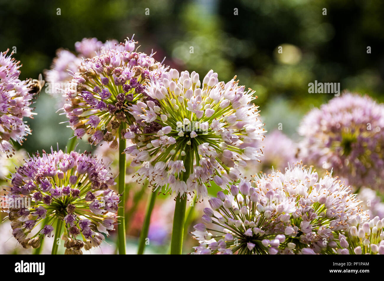 Allium Gladiator decorative flower Stock Photo - Alamy