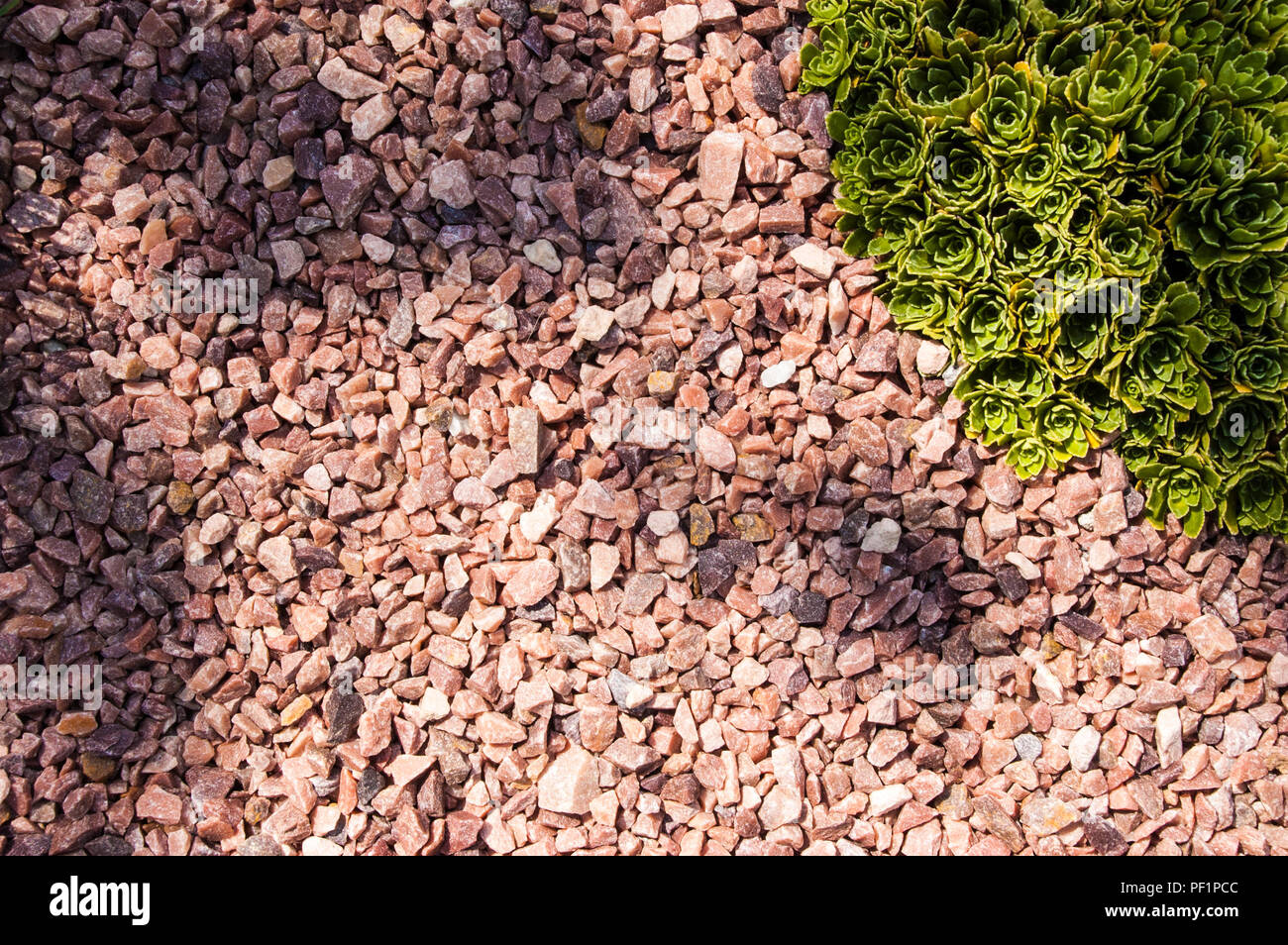 stone rose flower macro shot Stock Photo - Alamy