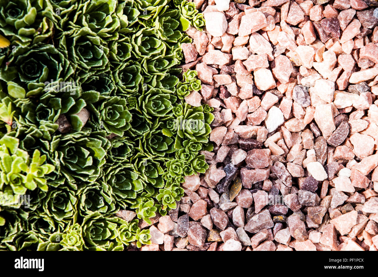 Agave tectorum hi-res stock photography and images - Alamy