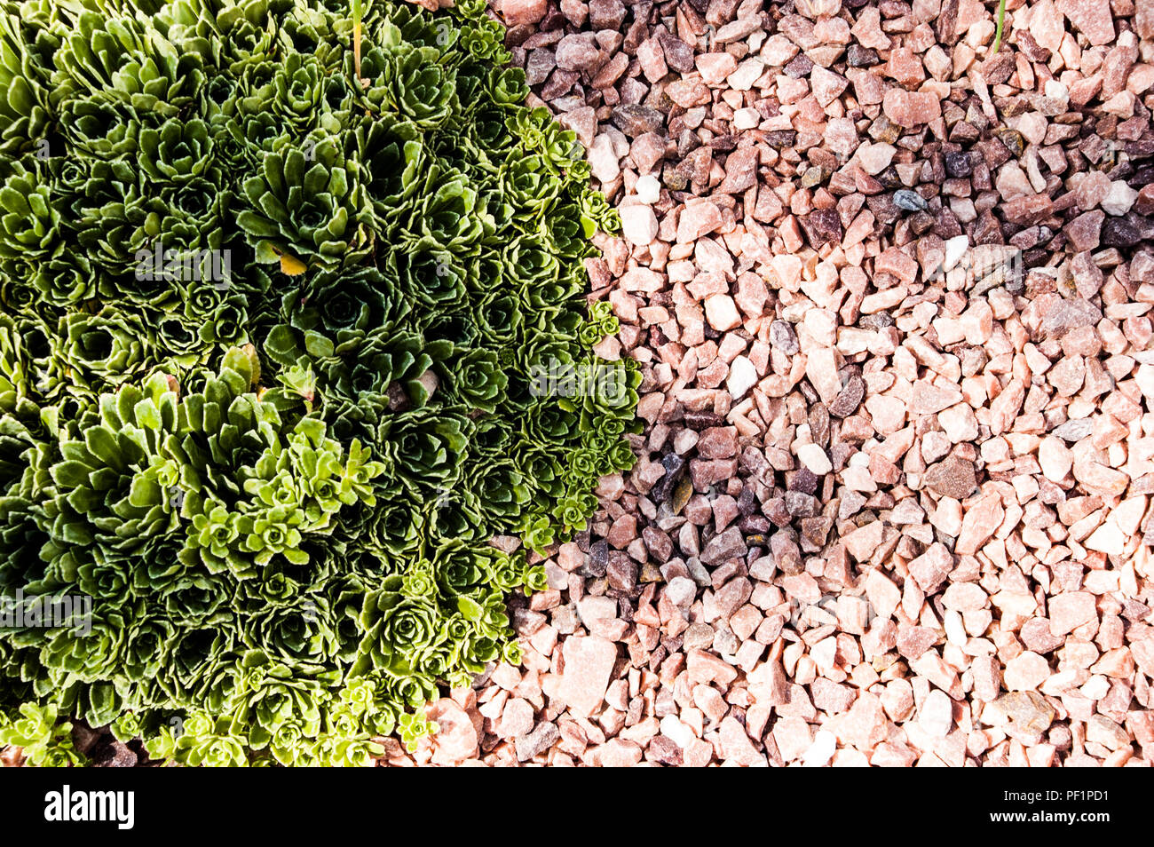 stone rose flower macro shot Stock Photo - Alamy