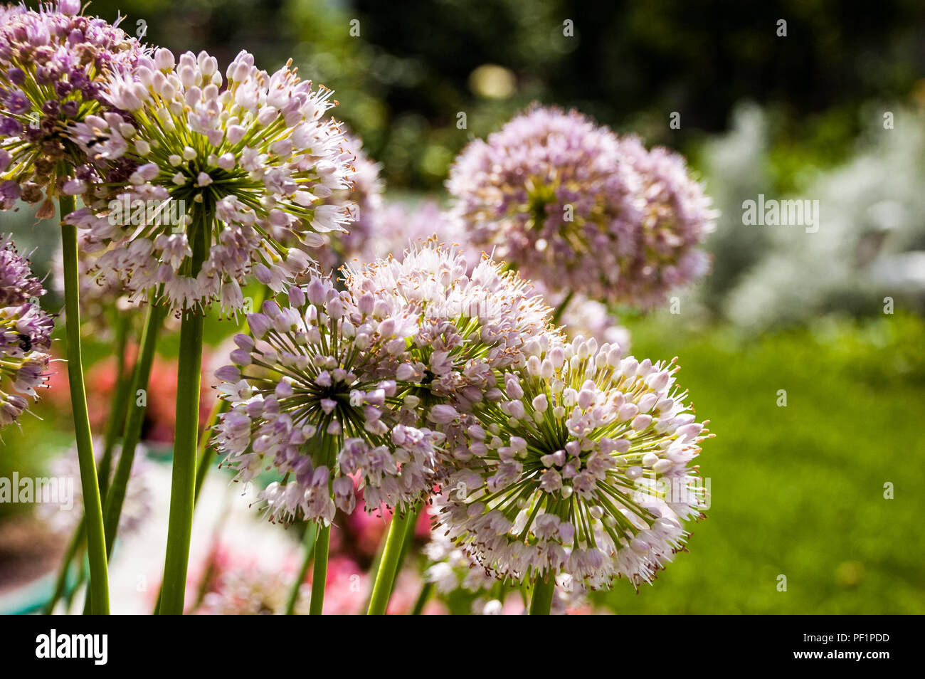 Allium Gladiator decorative flower Stock Photo - Alamy