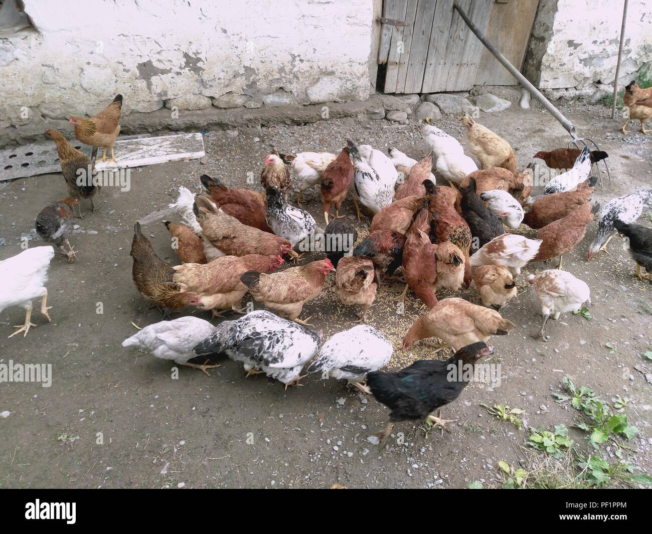 Chickens and hen eating food . Chicken, chicken, ferry, eats from ...