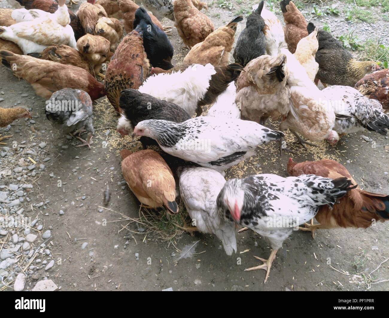 Chickens and hen eating food . Chicken, chicken, ferry, eats from ...
