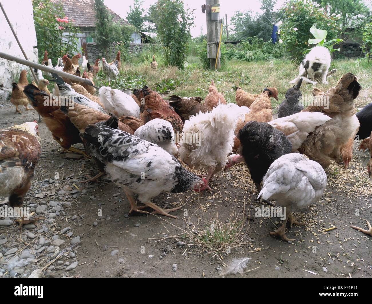 Chickens and hen eating food . Chicken, chicken, ferry, eats from ...