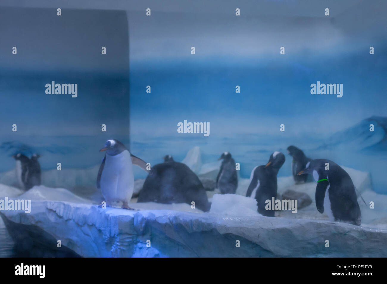 Frozen zone of aquarium, icy landscape, where you can view penguins at ...