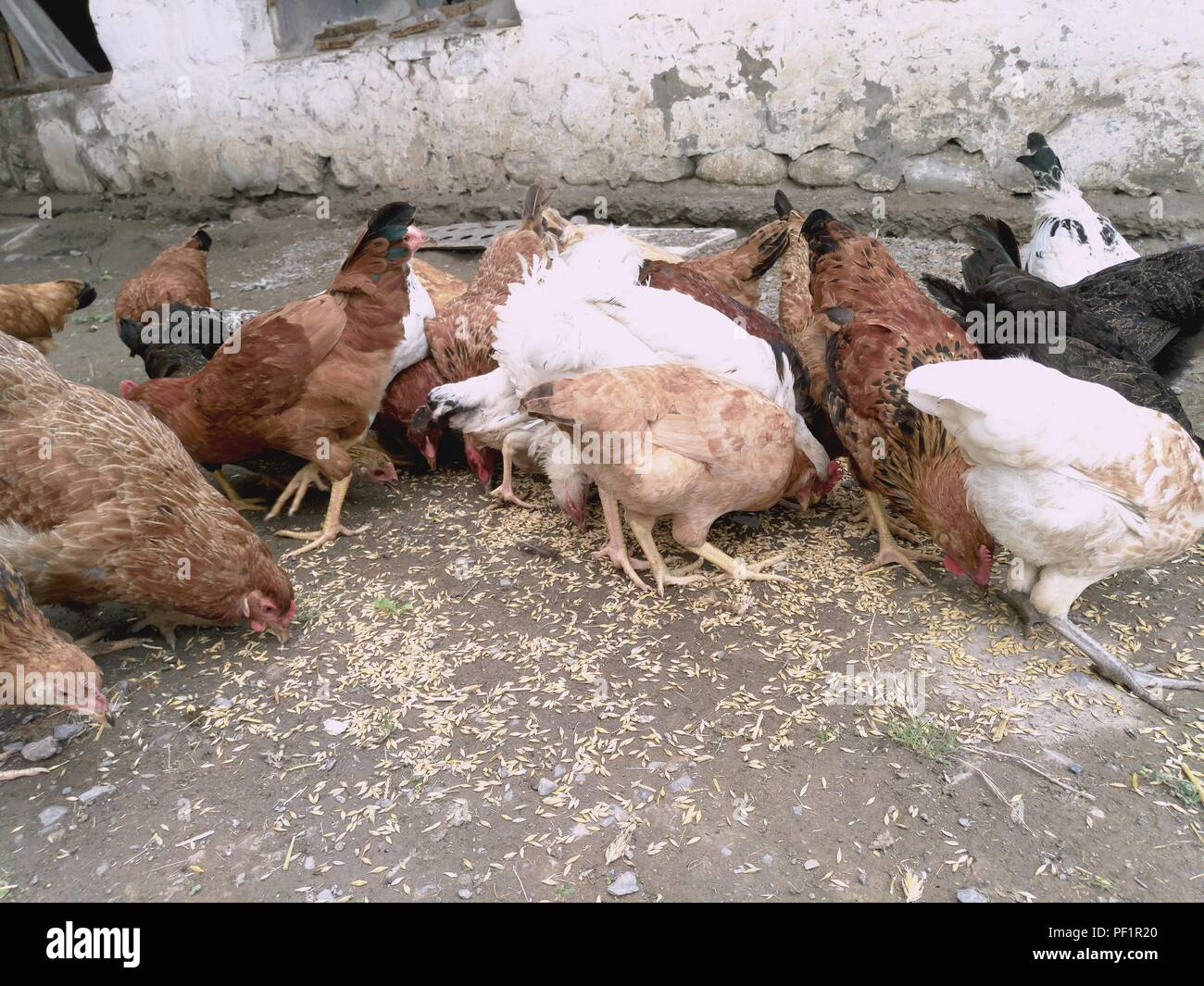 Chickens and hen eating food . Chicken, chicken, ferry, eats from ...
