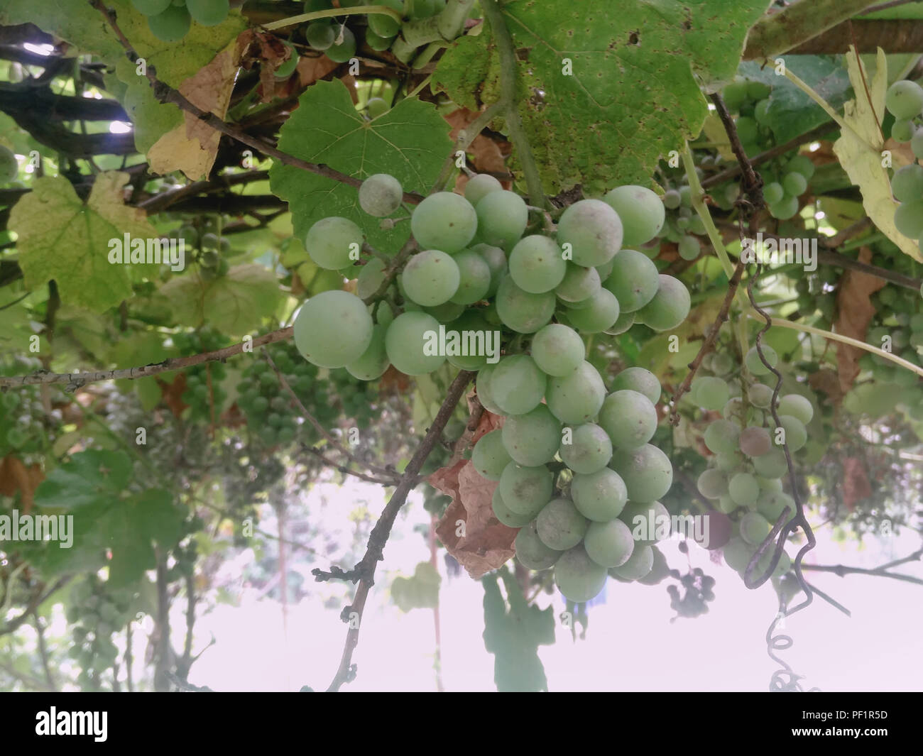String of green grapes hung on the grapevine hi-res stock photography ...