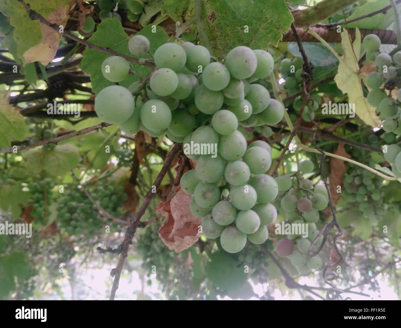 String of green grapes hung on the grapevine hi-res stock photography ...