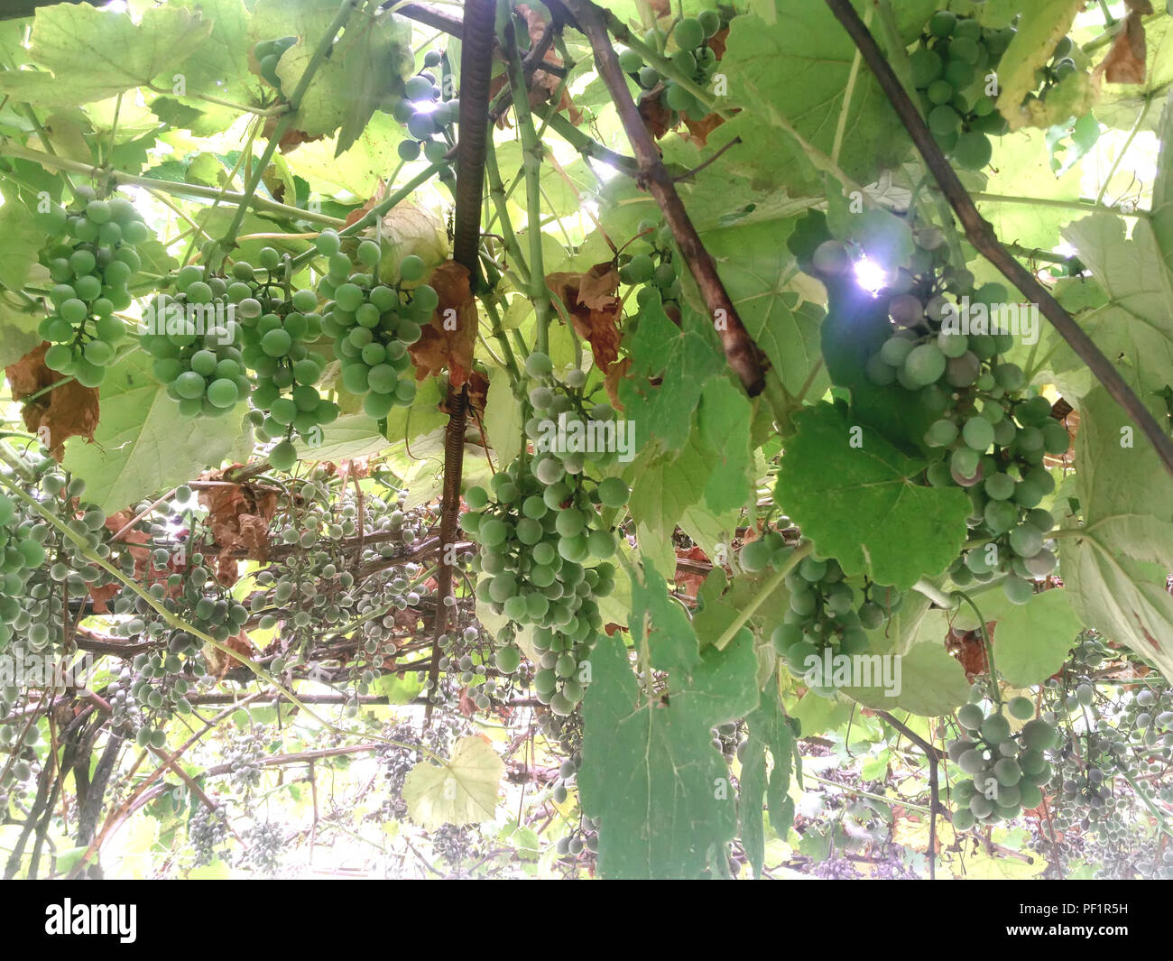 Green leaves. A string of green grapes hung on the grapevine . Bunch of ...