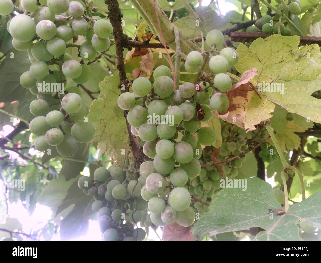 String of green grapes hung on the grapevine hi-res stock photography ...