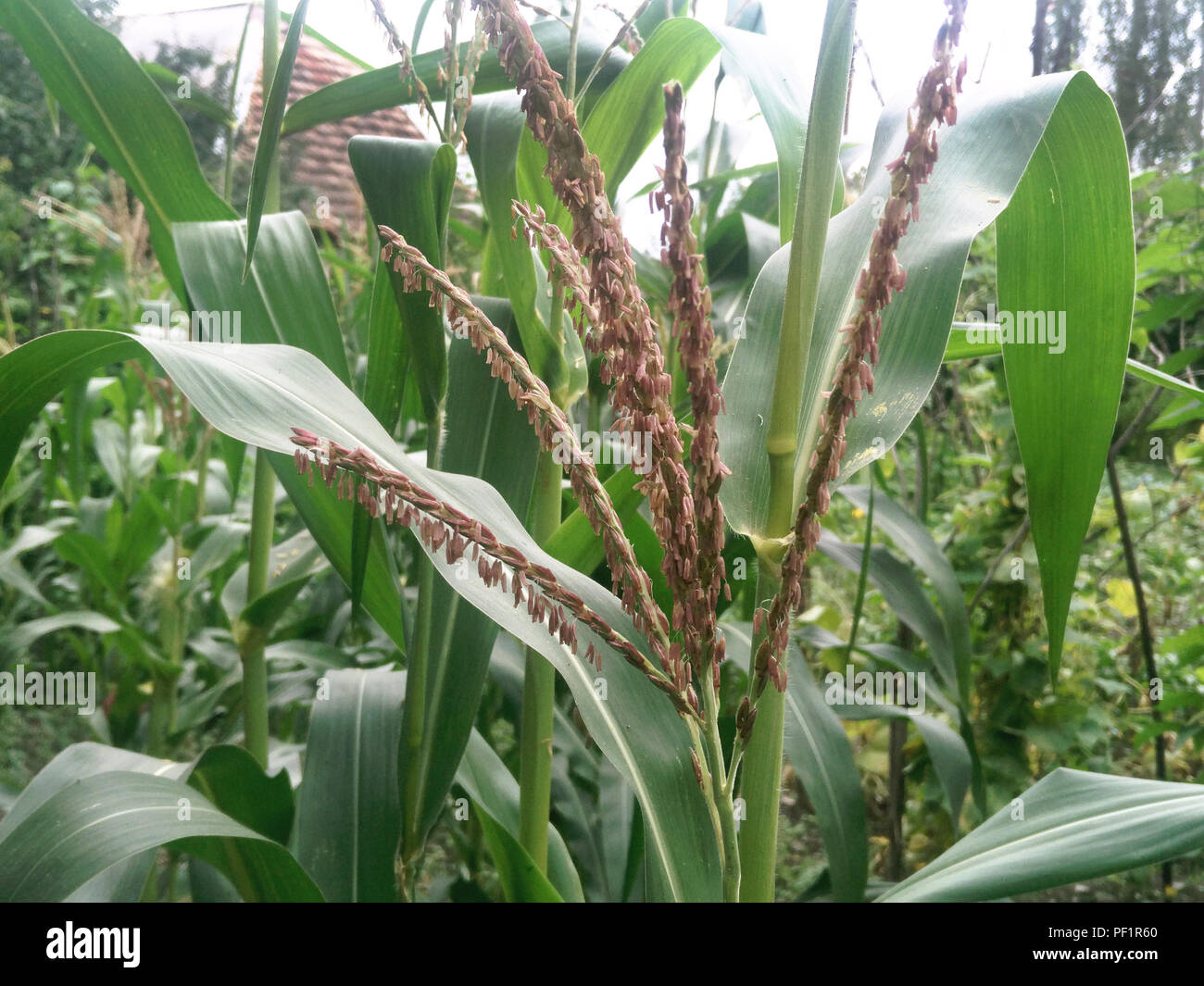 Green corn field. close up Corn field in the countryside, The larvae ...