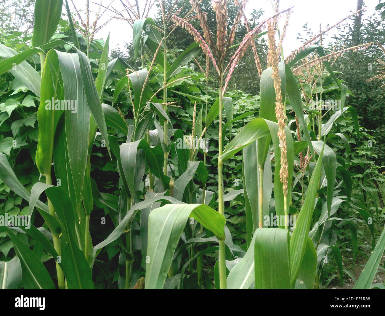 Green corn field. close up Corn field in the countryside, The larvae ...