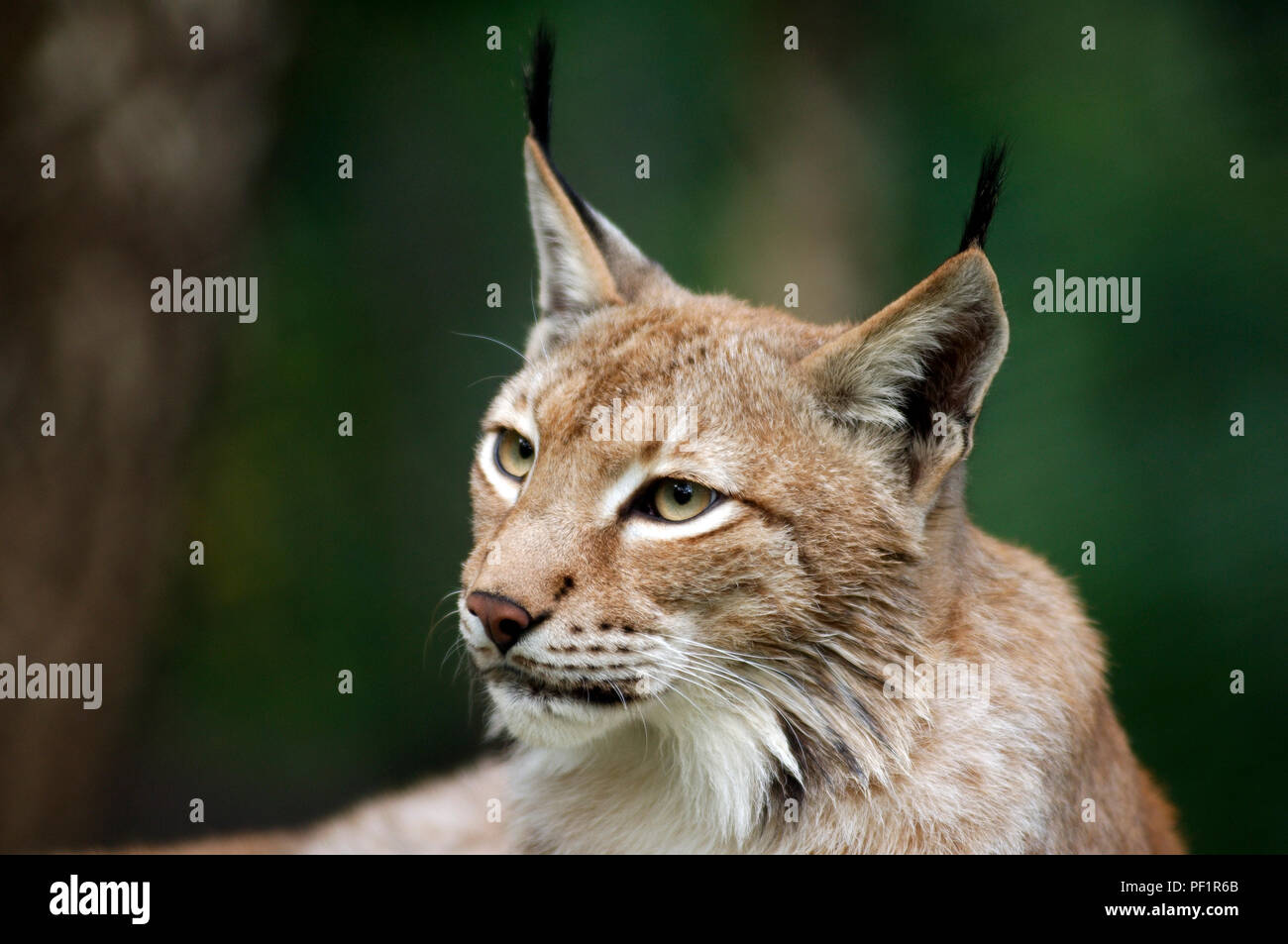 Lynx - Portrait (Lynx lynx) Lynx boréal Stock Photo - Alamy