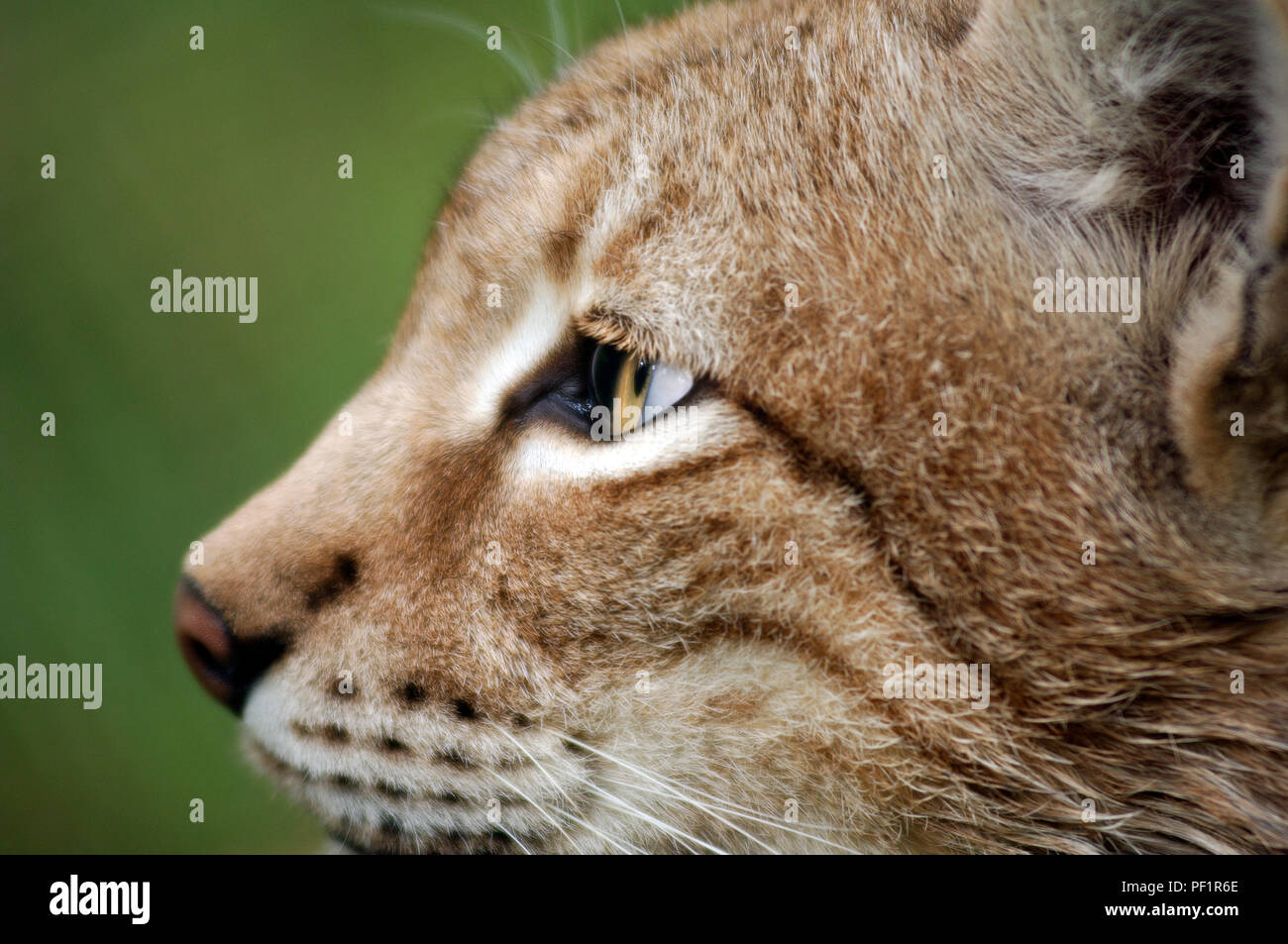Lynx - Portrait (Lynx lynx) Lynx boréal Stock Photo - Alamy