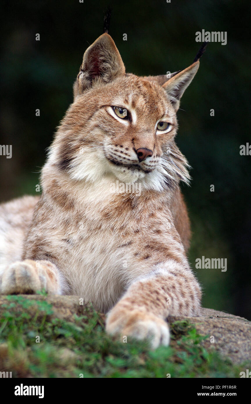 Lynx (Lynx lynx) Lynx boréal Stock Photo - Alamy